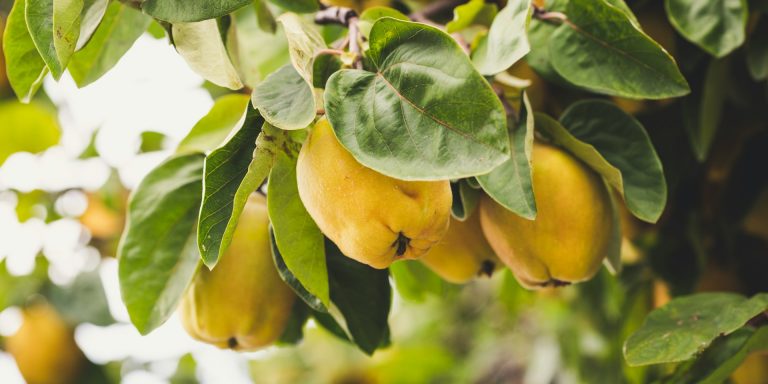 What is Quince & How Do You Use It? | Savery Grazing